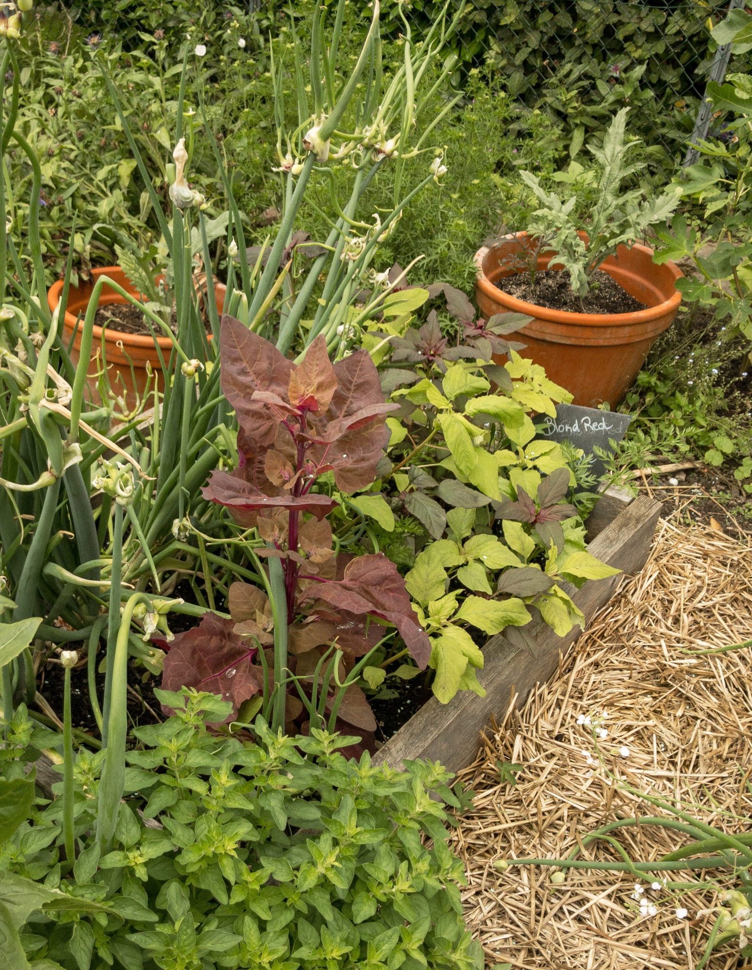 Gartenmelde Rot Erdbeerspinat | Urban Gardening im Balkon Gemüse Garten