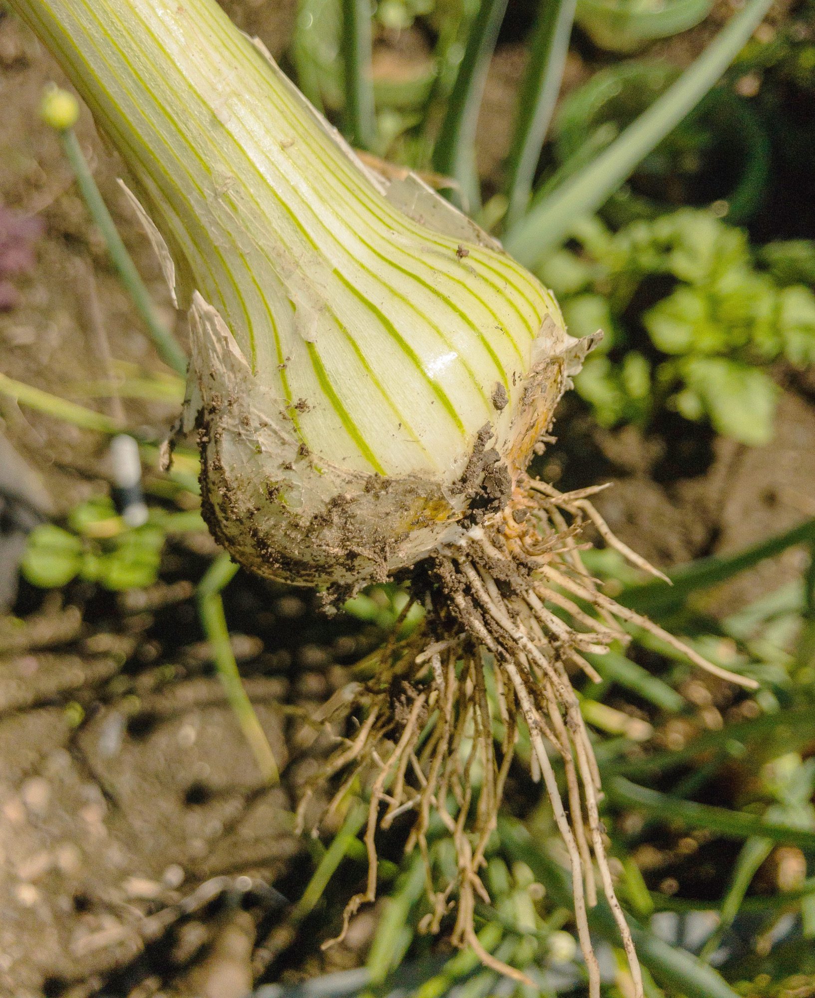 Zwiebel Gemüsezwiebel Gemüse | gartengarten | Urban Gardening und ...