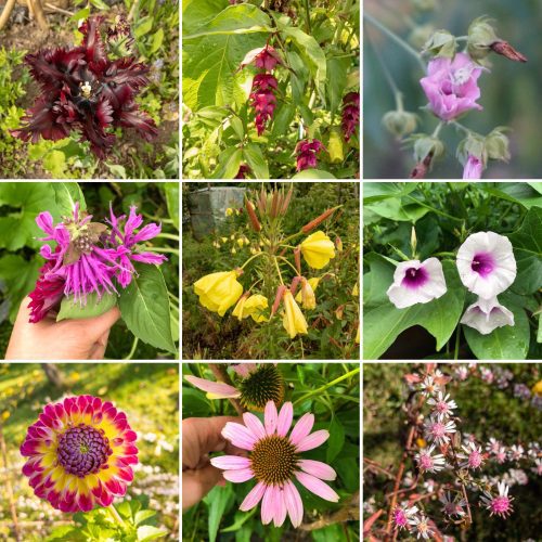 Blumen Garten Blüten | gartengarten | Urban Gardening und Balkon-Gemüse