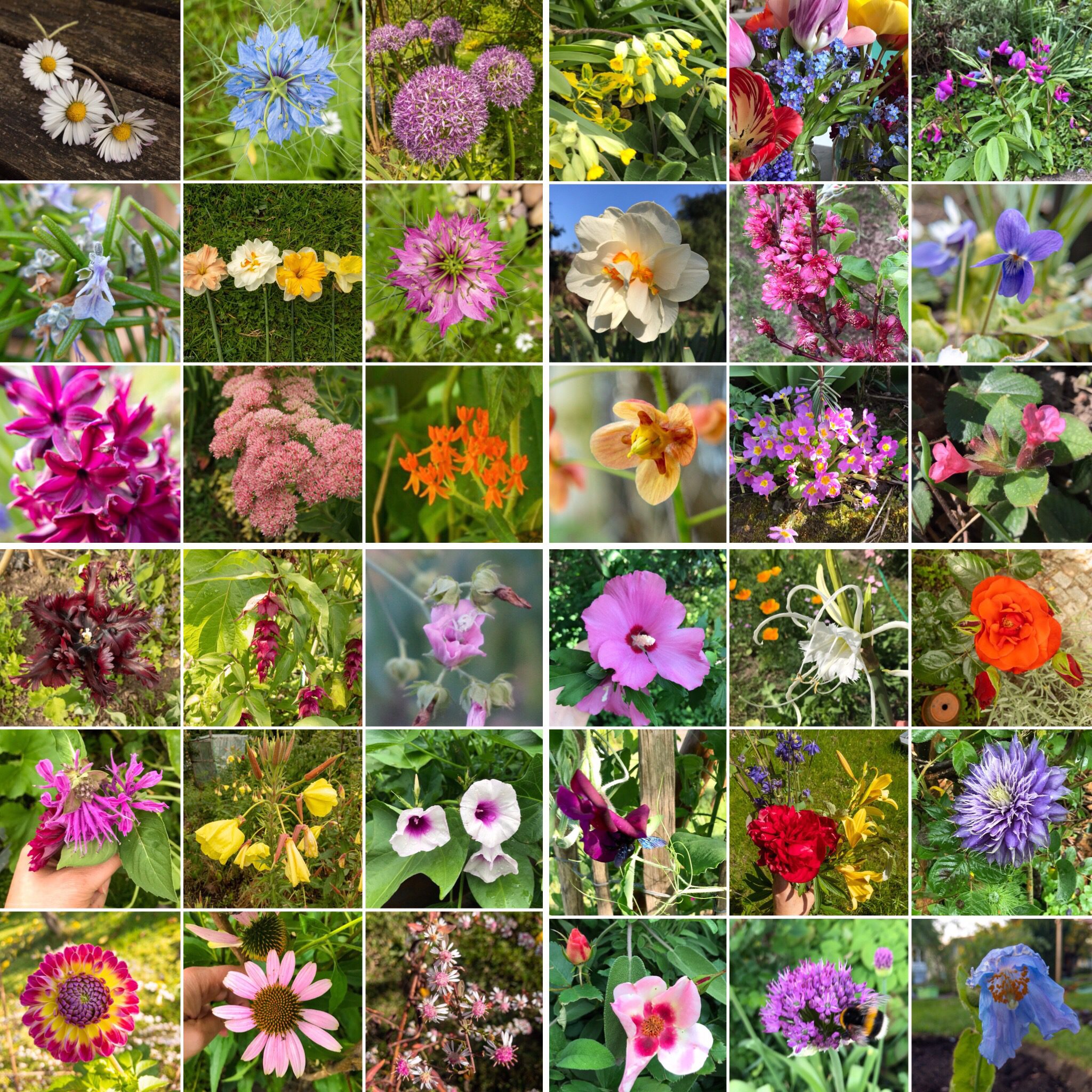 Blumen Garten Blüten | gartengarten | Urban Gardening und Balkon-Gemüse