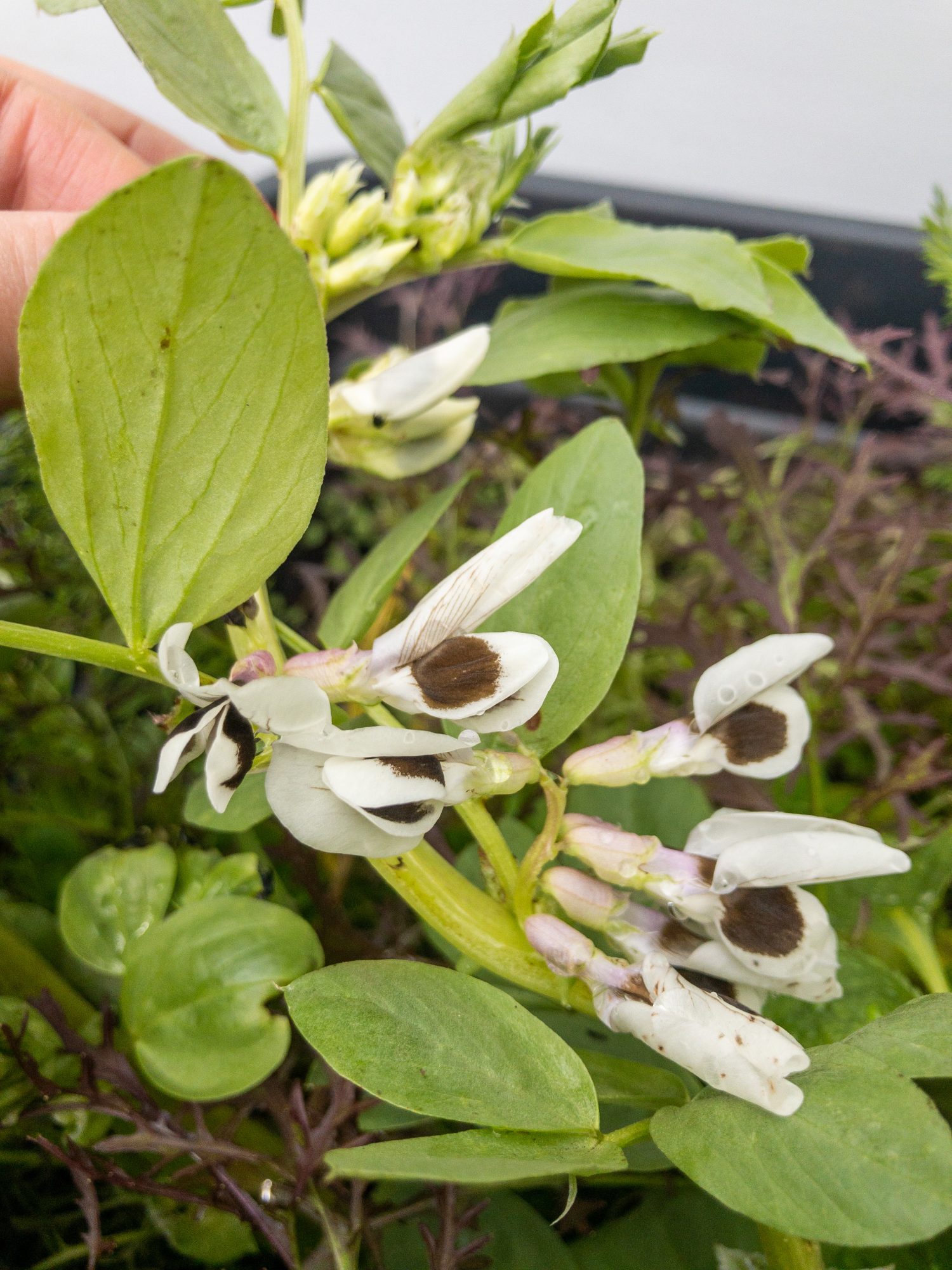 Puffbohnen Vielfalt | Urban Gardening im Balkon Gemüse Garten