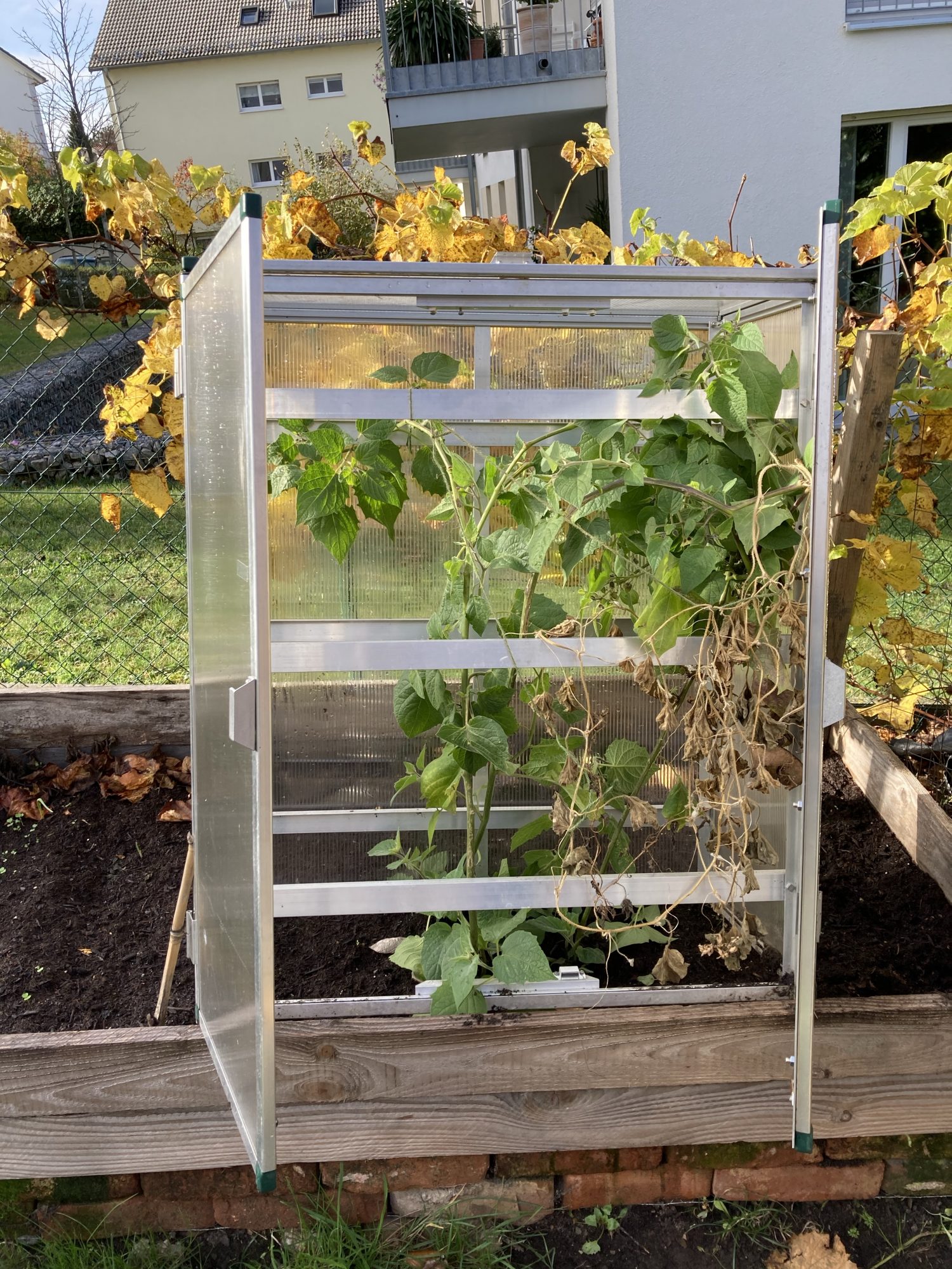 Physalis Winterschutz | gartengarten | Urban Gardening & Balkon-Gemüse