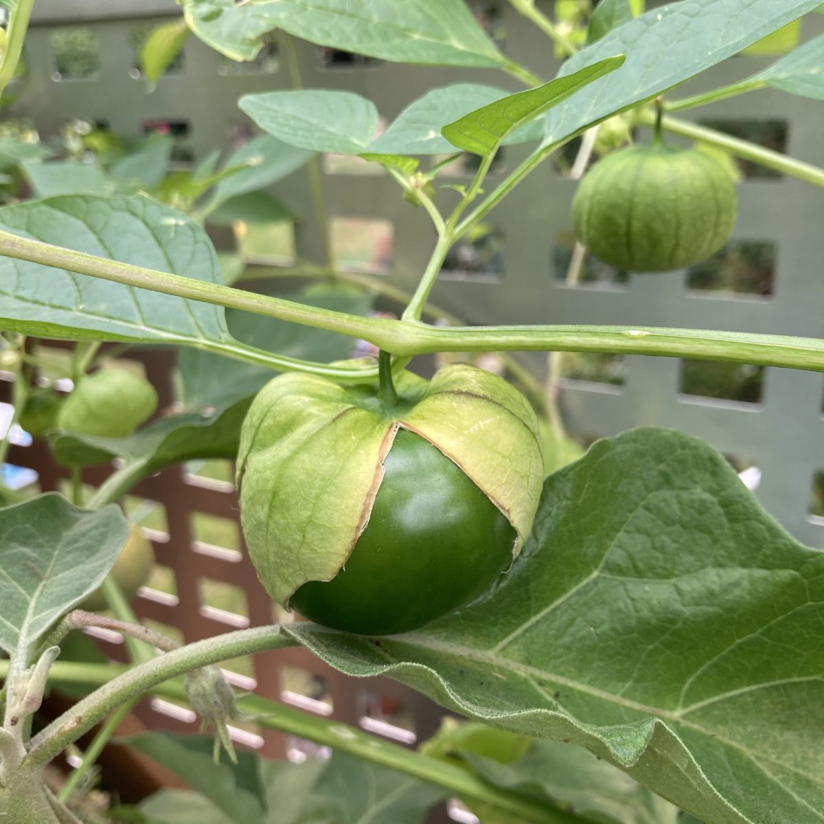 Tomatillo | Aussaat bis zur Ernte im Balkon Gemüse Garten