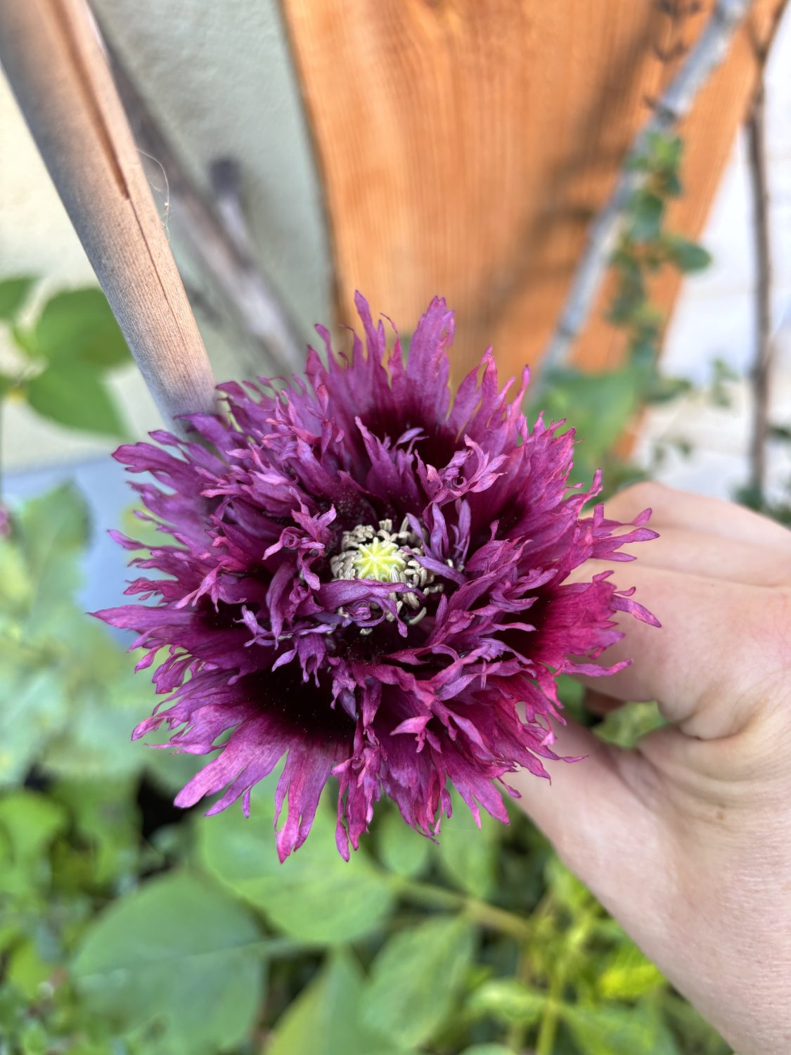 Mohn Vielfalt im Rasenbeet | Blumen Wiese im Hausgarten