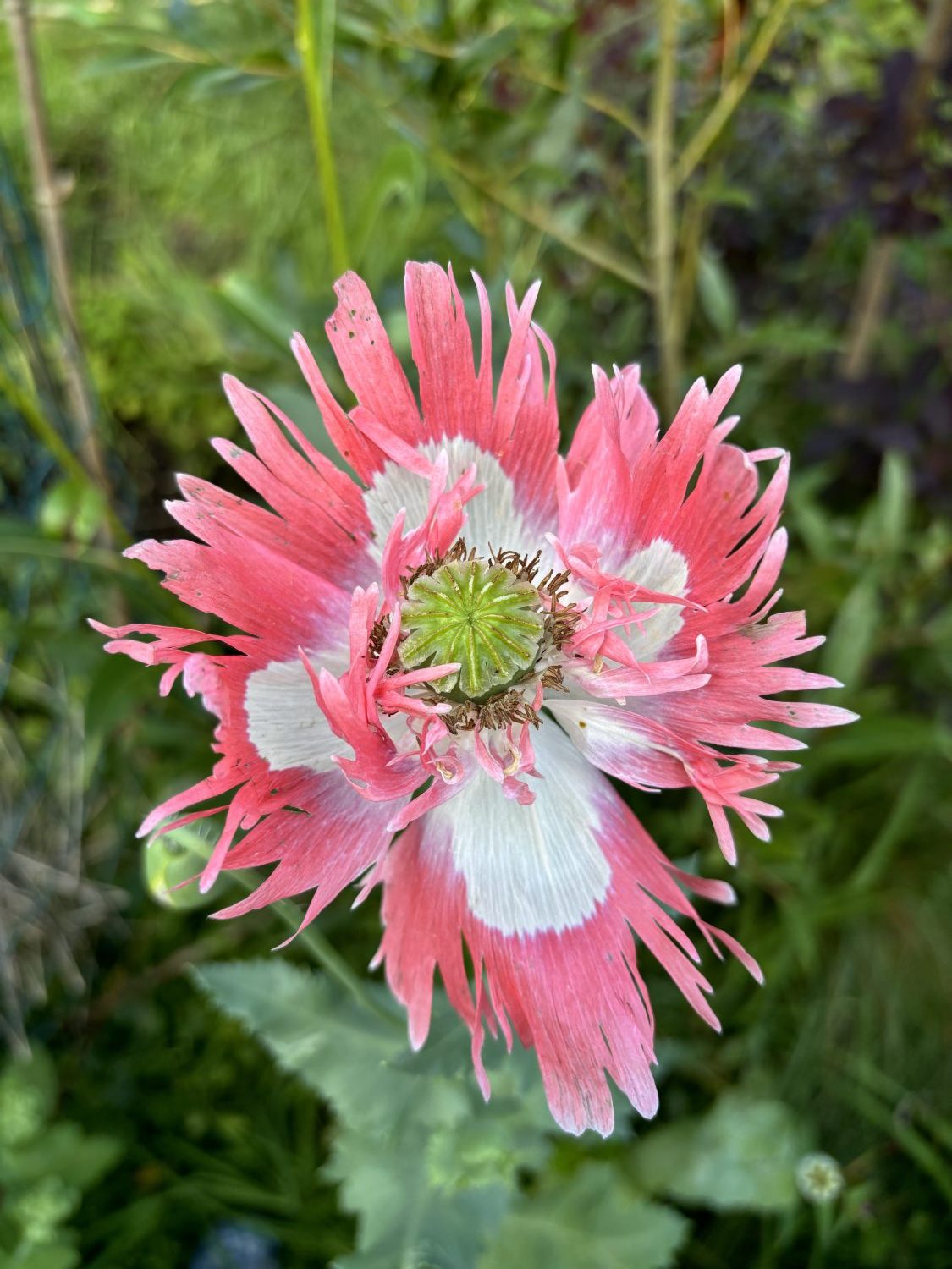 Mohn Vielfalt im Rasenbeet | Blumen Wiese im Hausgarten